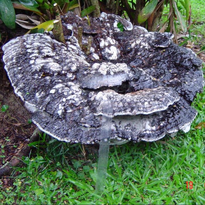 MIND.Funga – Monitoring and Inventorying Neotropical Diversity of Fungi