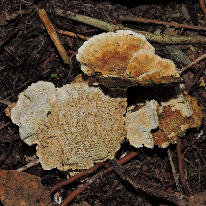 MIND.Funga – Monitoring and Inventorying Neotropical Diversity of Fungi