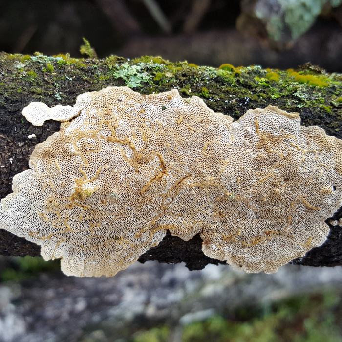 MIND.Funga – Monitoring and Inventorying Neotropical Diversity of Fungi