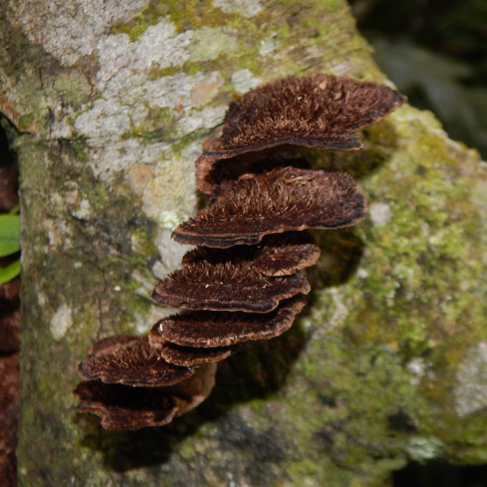 MIND.Funga – Monitoring and Inventorying Neotropical Diversity of Fungi