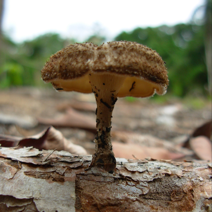 MIND.Funga – Monitoring and Inventorying Neotropical Diversity of Fungi