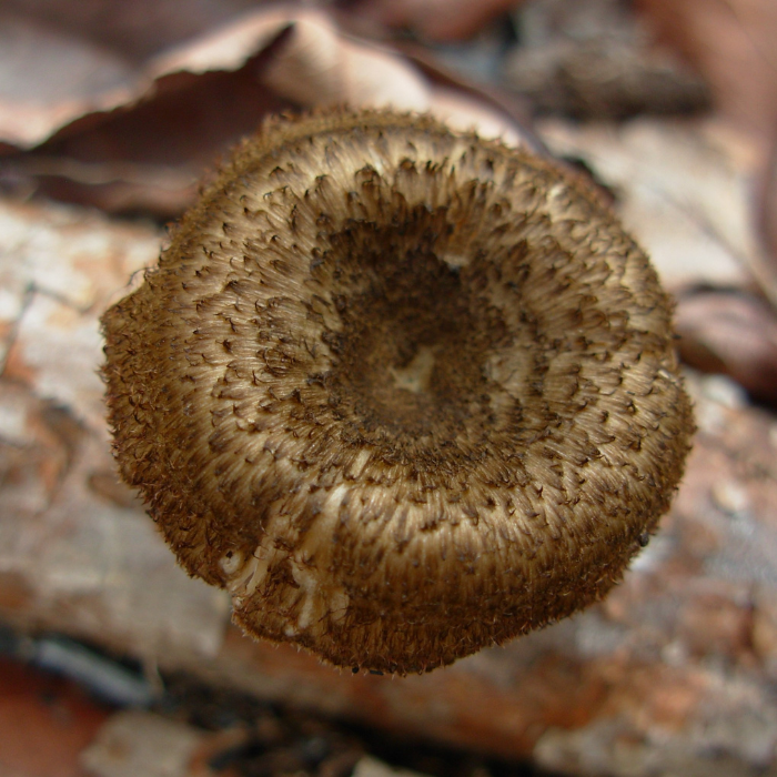 MIND.Funga – Monitoring and Inventorying Neotropical Diversity of Fungi