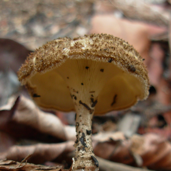 MIND.Funga – Monitoring and Inventorying Neotropical Diversity of Fungi