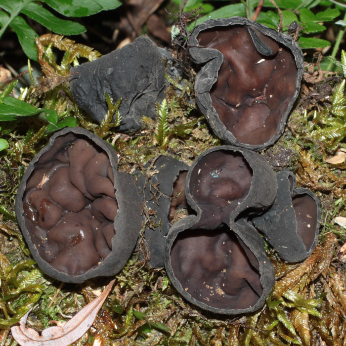 MIND.Funga – Monitoring and Inventorying Neotropical Diversity of Fungi