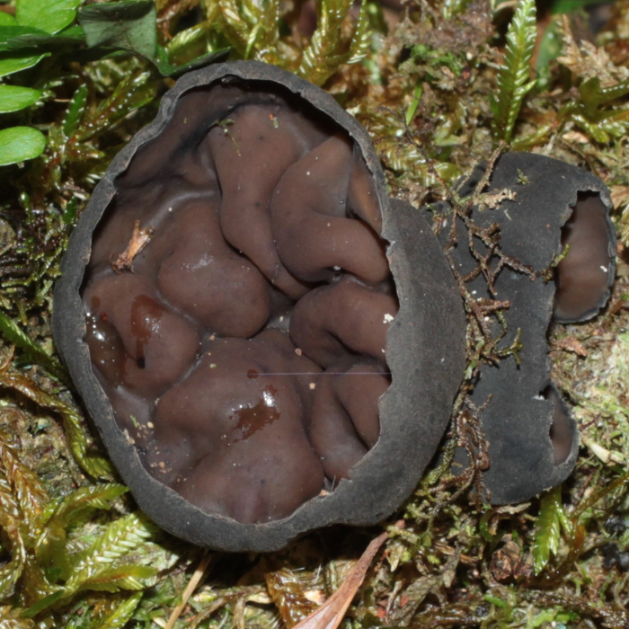 MIND.Funga – Monitoring and Inventorying Neotropical Diversity of Fungi