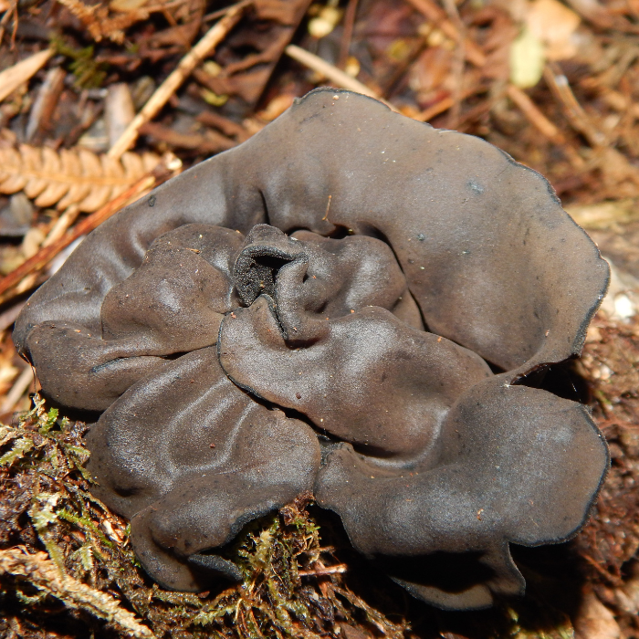 MIND.Funga – Monitoring and Inventorying Neotropical Diversity of Fungi
