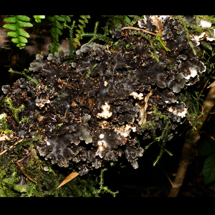 MIND.Funga – Monitoring and Inventorying Neotropical Diversity of Fungi
