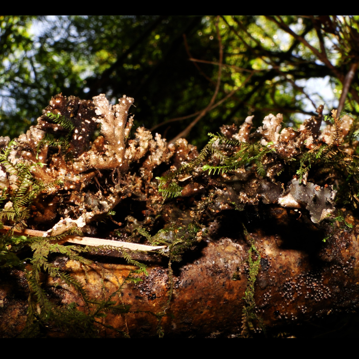 MIND.Funga – Monitoring and Inventorying Neotropical Diversity of Fungi