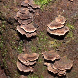 MIND.Funga – Monitoring and Inventorying Neotropical Diversity of Fungi