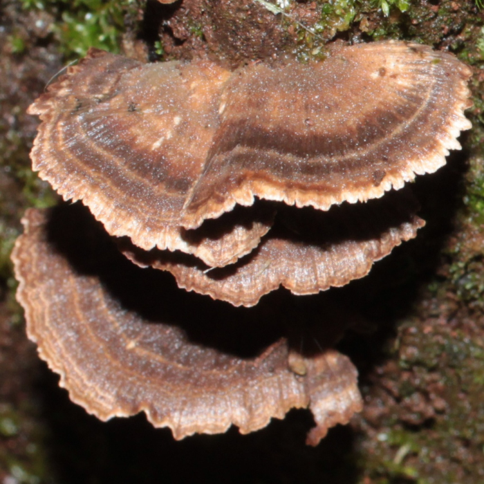 MIND.Funga – Monitoring and Inventorying Neotropical Diversity of Fungi