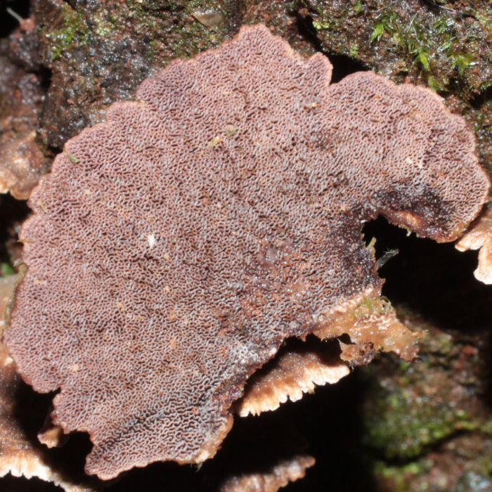 MIND.Funga – Monitoring and Inventorying Neotropical Diversity of Fungi